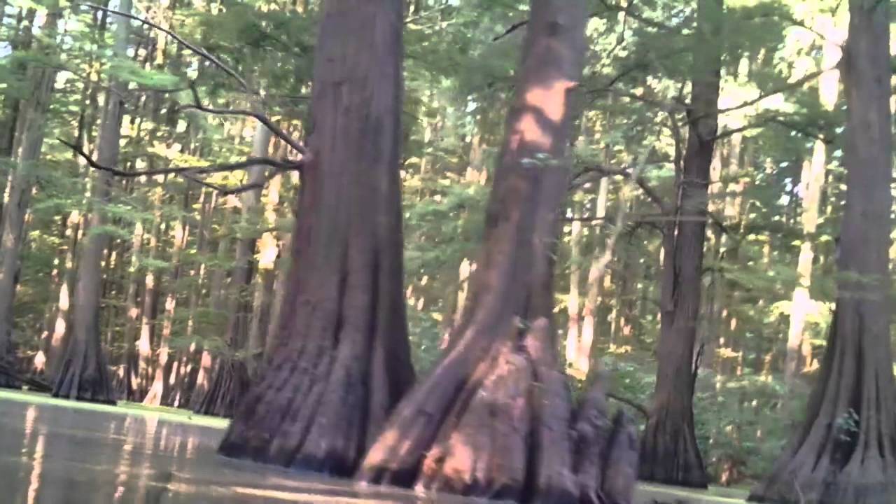Eagle Lake Swamp Tour, Shelby Forest, Tn - YouTube