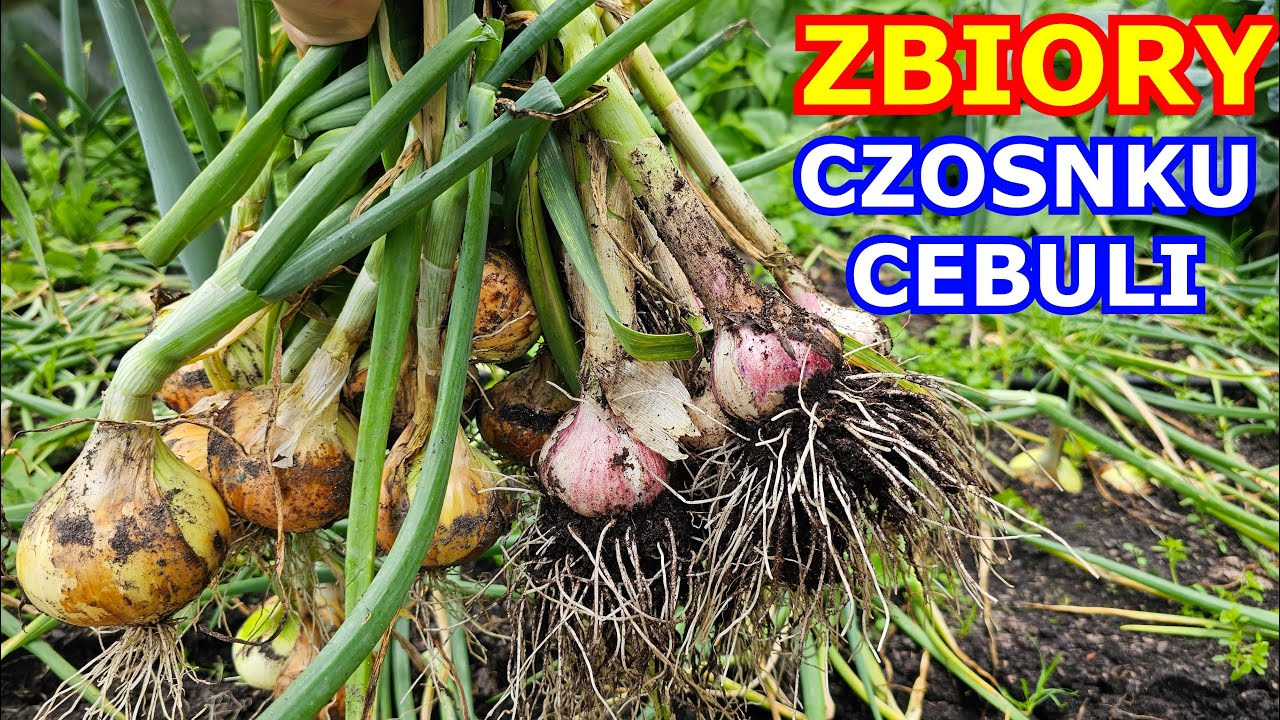 Zbiór Czosnku i Cebuli - Kiedy zbierać Czosnek i Cebulę. Jak zbierać ...