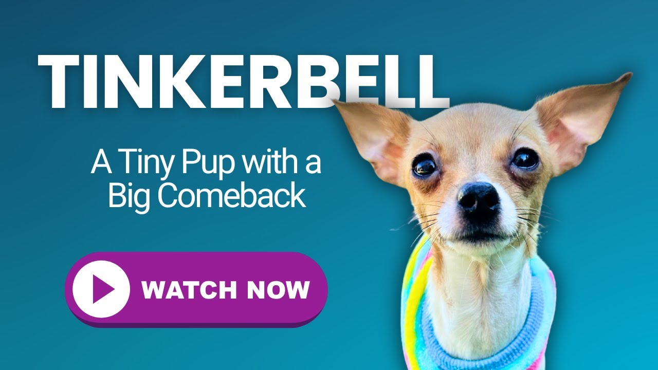 A Tiny Pup with a Big Comeback | Tinkerbell | Giving Tuesday 2024 - YouTube