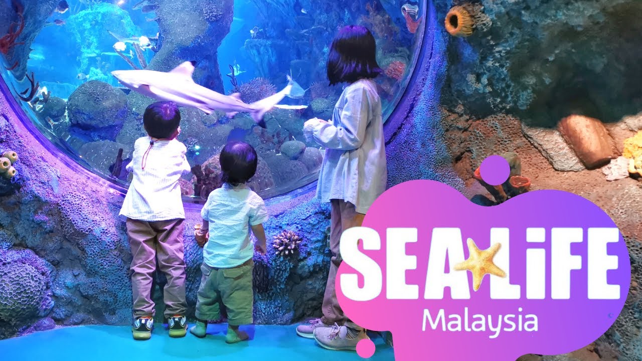 Legoland Sea Life | Aquarium | Discover an Amazing Underwater World ...