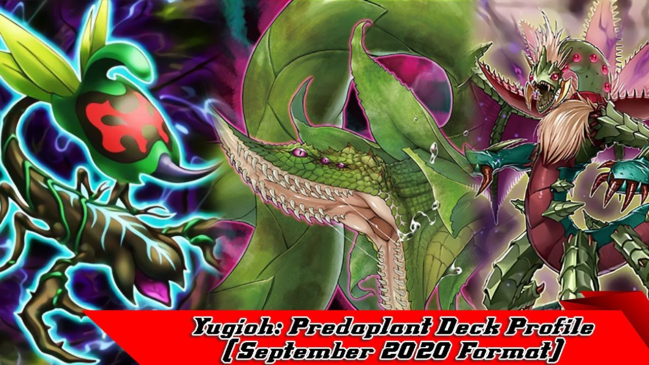 Yugioh: Predaplant Deck Profile (September 2020 Format) - YouTube