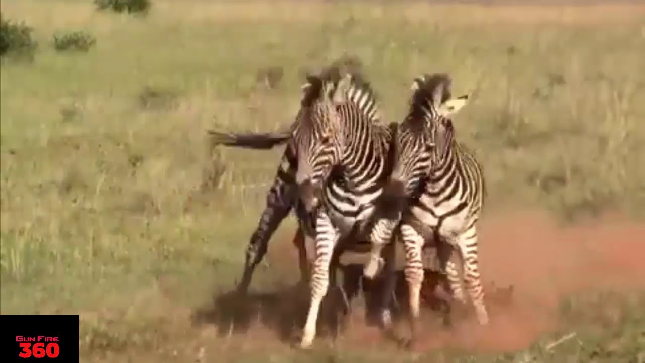 Animals Mating -Zebra Mating And Giving Birth-2017 HD-Gun Fire 360 ...