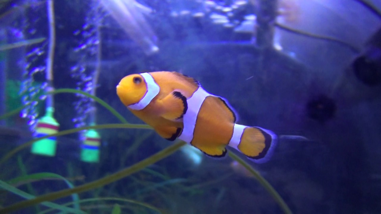 Bohóc hal.1.... - YouTube