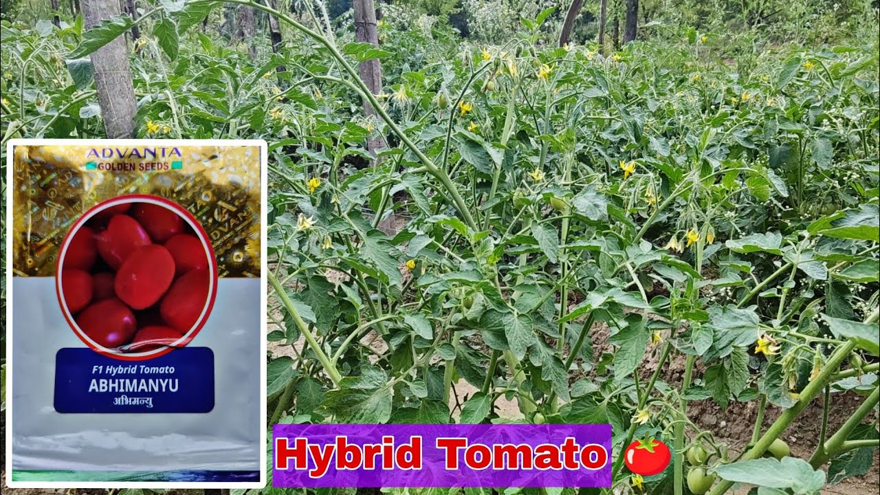 Hybrid Tomato | Advanta Abhimanyu Tomato Verity | 60days Update | Tamatar ki kheti | Praveen ...