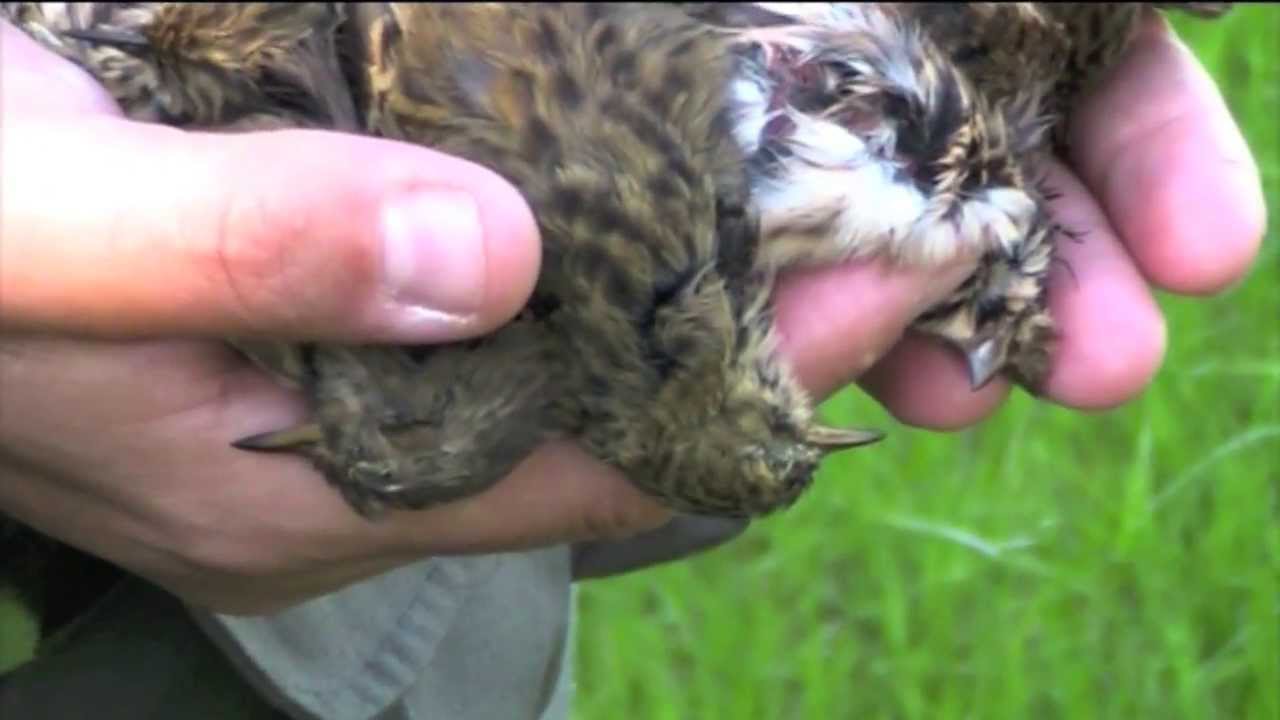Bracconaggio a Brescia - Guardie WWF - YouTube