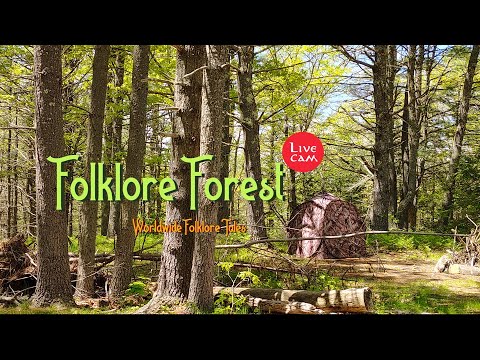 Live Backyard Nature Cam – Forest at Dusk - YouTube