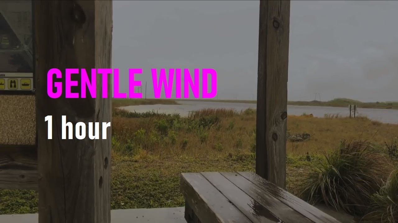 Gentle Light Wind Rain Sounds - 1 hour Rain Sounds for Sleep, Study and ...