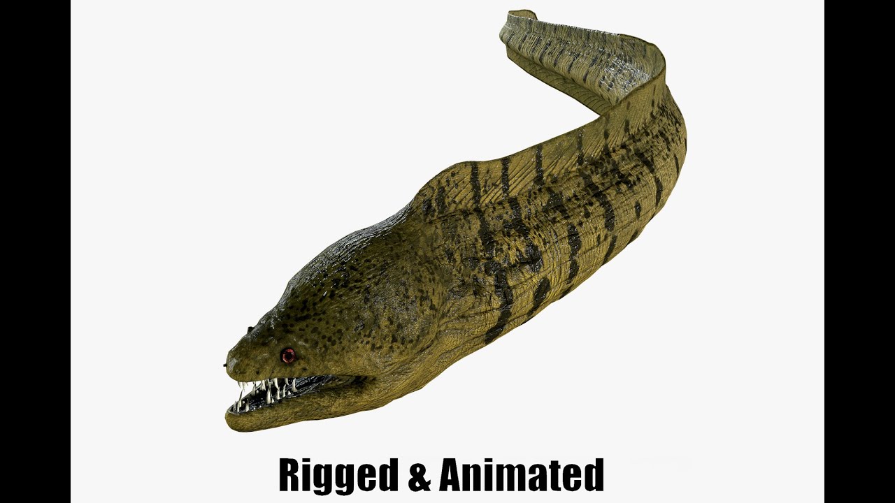 Moray Eel 3D Animation - YouTube