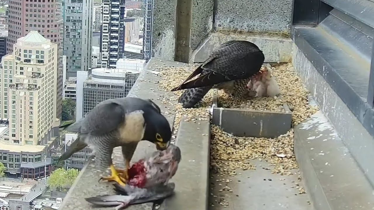 367 Collins Falcons | Mom and M22 both bring prey for chicks | Oct 4 ...