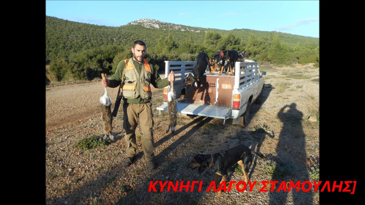 ΚΥΝΗΓΙ ΛΑΓΟΥ ΣΤΑΜΟΥΛΗΣ ΔΥΟ ΛΑΓΟΙ - YouTube
