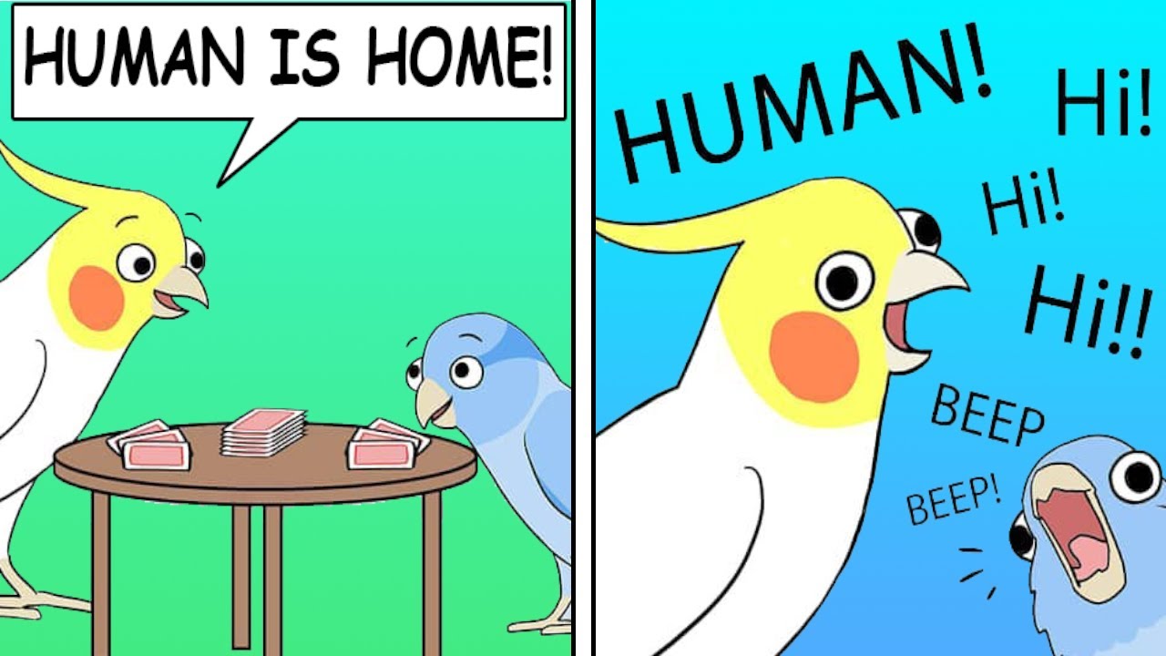 Parrot Problems Comic That Make You Say Hol' Up #5 | Webcomic Dub - YouTube