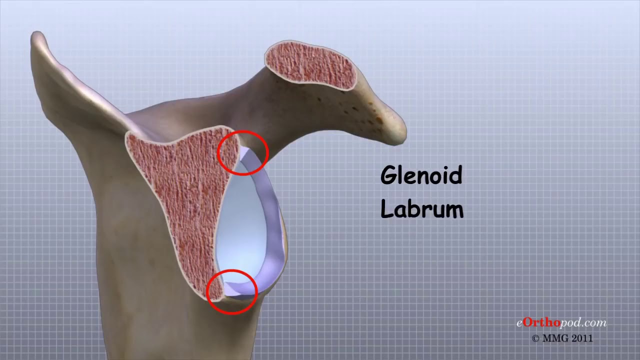 Shoulder Anatomy Animated Tutorial - YouTube