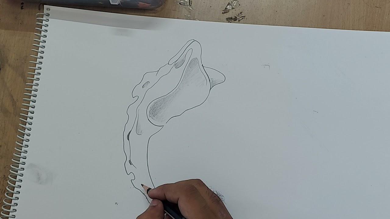 lateral surface of sacrum and coccyx drawing l human anatomy diagrams ...