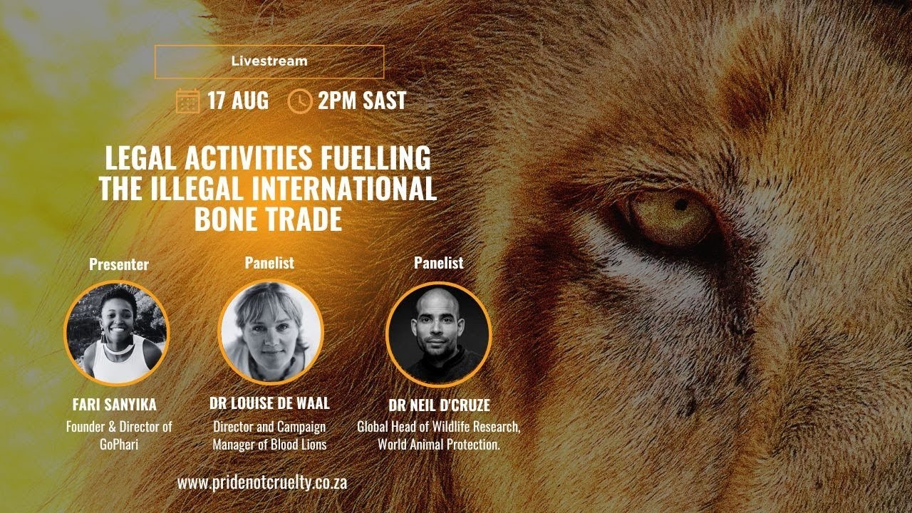 Lion Farming: Legal activities fuelling the illegal international bone ...