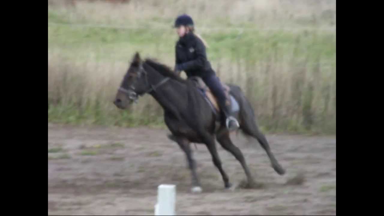 Standardbred canter 2009 vs 2014 - YouTube