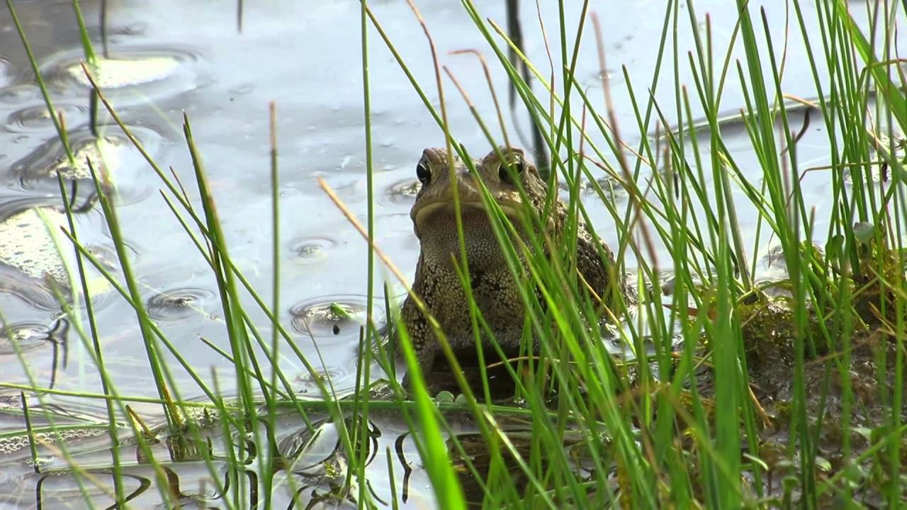 Toad Croak - YouTube