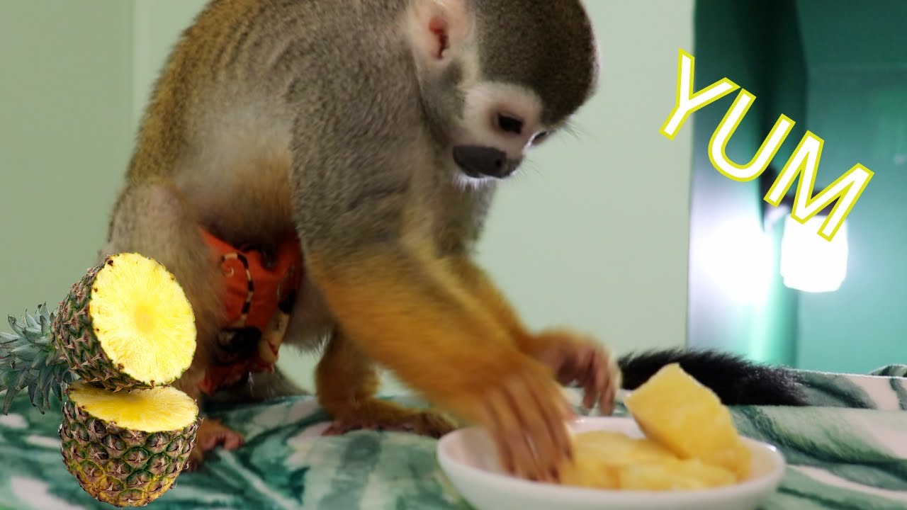 Ollie The Monkey Tries Pineapple #fruit #monkey - YouTube