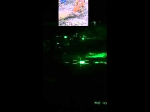 Domuz izle tilki sesi dinle
