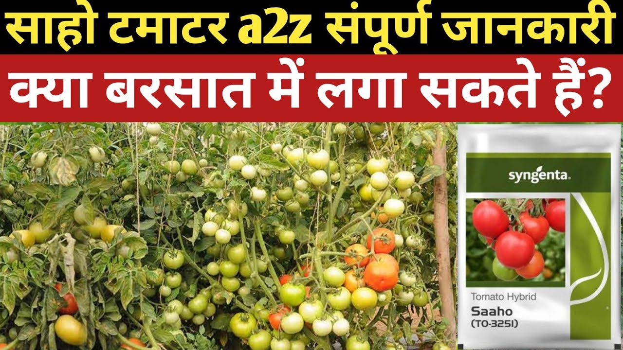 Syngenta saaho Tomato | a2z sampurn jankari | saaho Tomato Seeds ...