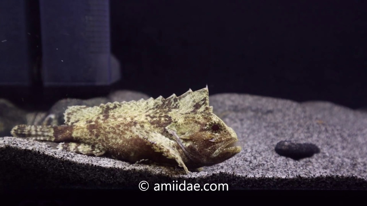 PREDATORY WaspFish Tetraroge barbata niger feeding - YouTube