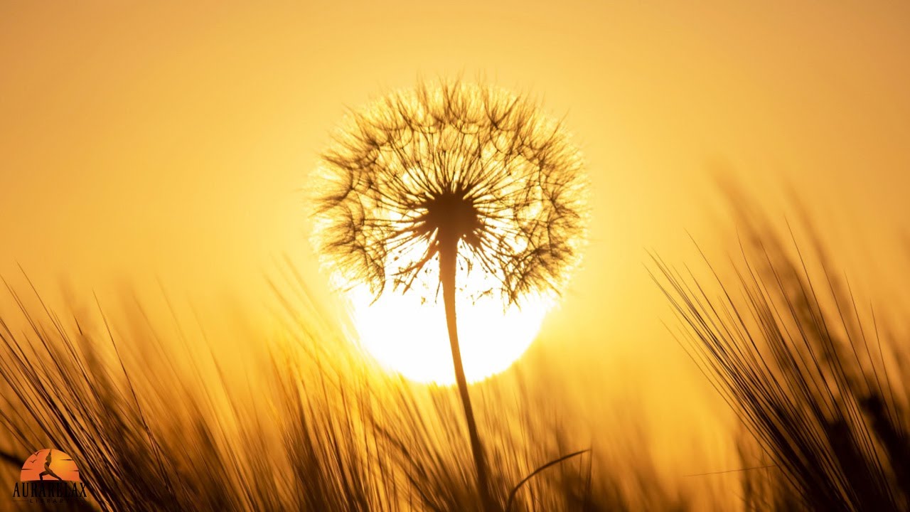 Ethereal Morning Harmony 🌼 Gentle Healing Music For A Blissful Day ...