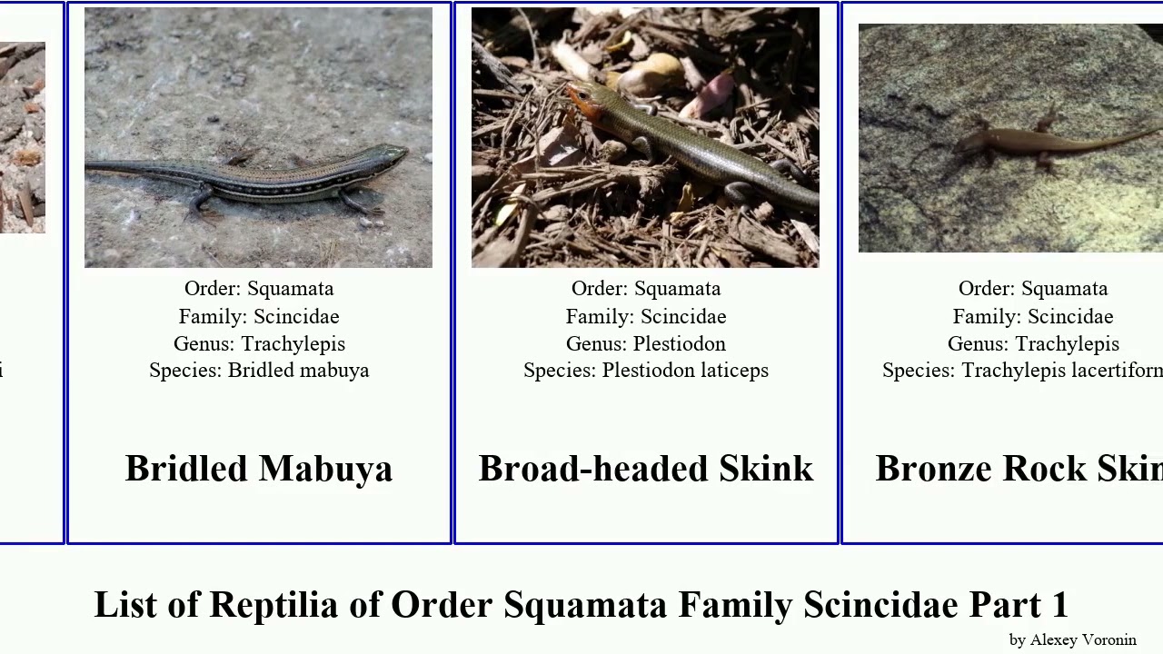 List of Reptilia of Order Squamata Family Scincidae Part 1 skink carlia ...