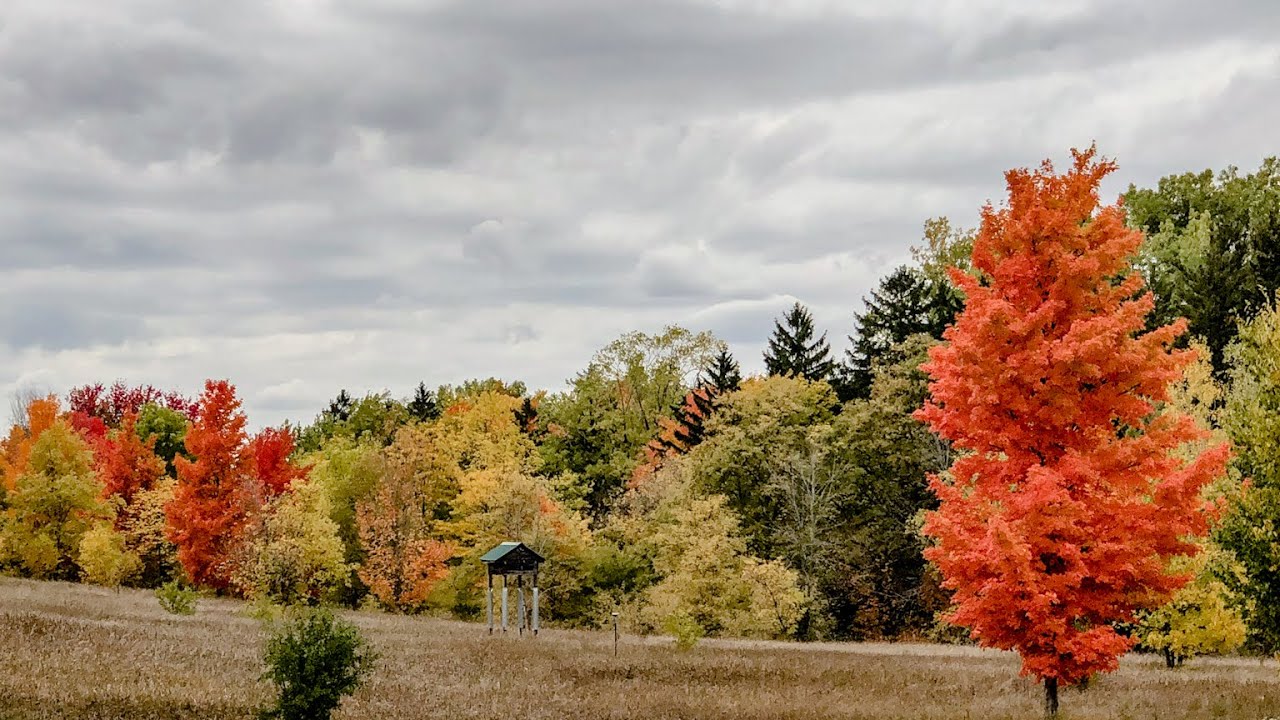 The most amazing fall sketch in Guelph - YouTube