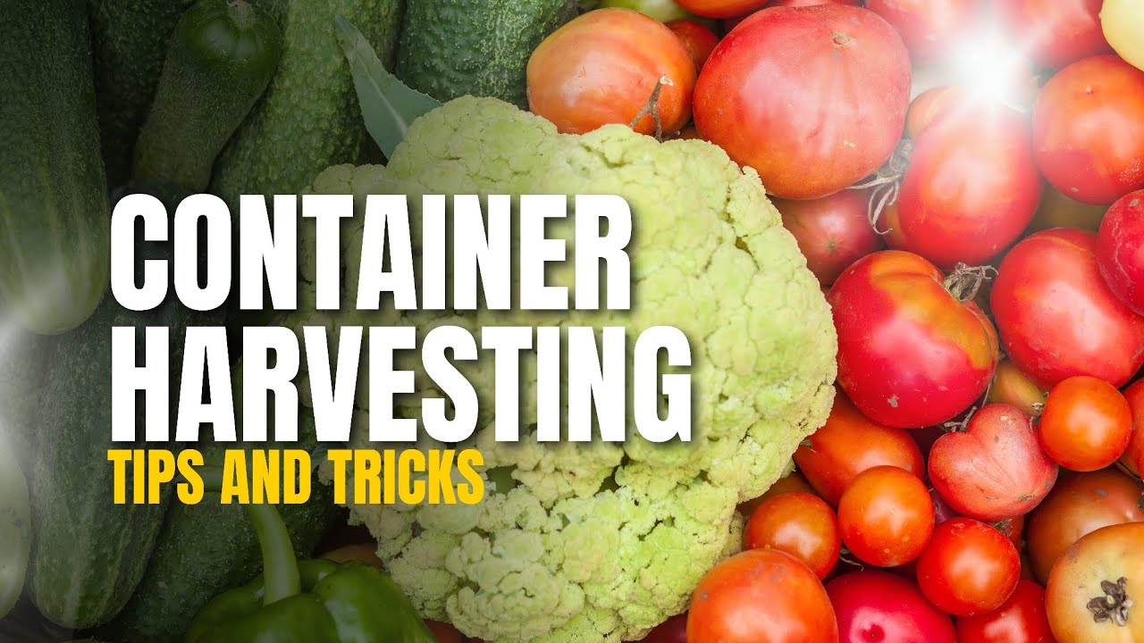 Container Harvesting Hacks You NEED to Know for Bigger, Better Yields ...