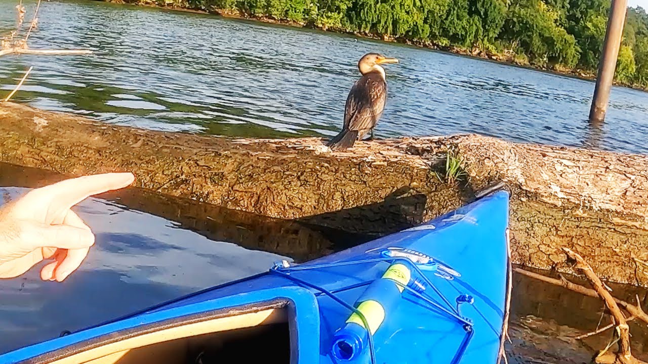 Kayaking the Raritan River: Wildlife Encounters and Rapids Adventures🦆🦢 ...