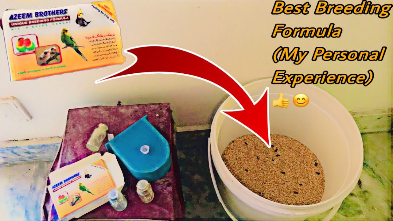 Birds ki feed my breeding formula mix kiya 😁🤗 - YouTube