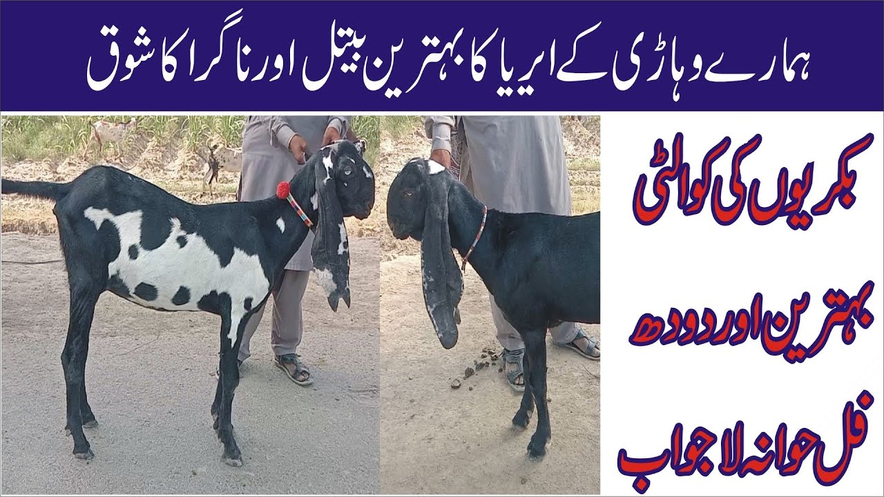 21 | Jumbo sized Order and Heavy Milking Goat of Beetal and Nagra breed ...