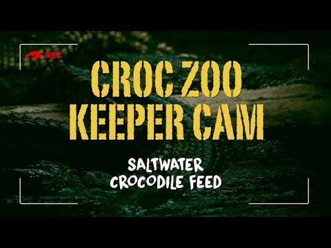 Keeper cam - Saltwater croc feed - YouTube