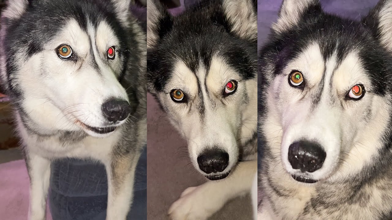 Trying To Guess What My Grumpy Husky Wants! - YouTube