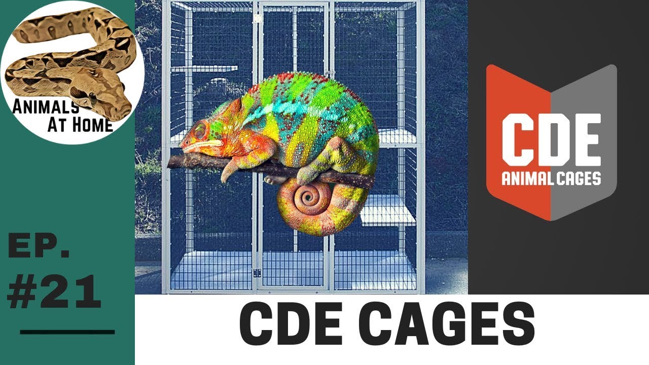 Custom Reptile Caging | CDE Cages - The Animals at Home Podcast - YouTube