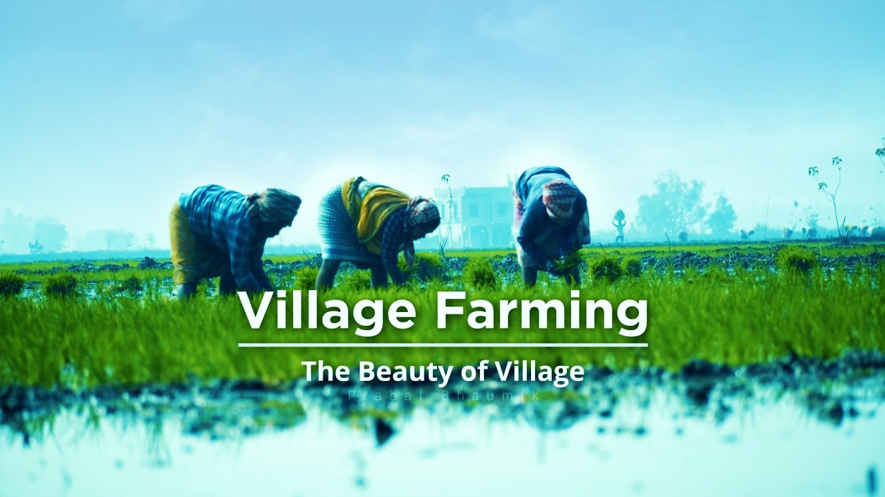 Village Farming | Farming The Beauty of Village | Agriculture |Farming ...