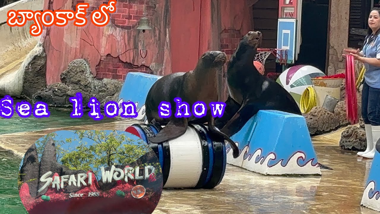Sea lion show | Safari world #bangkok - YouTube