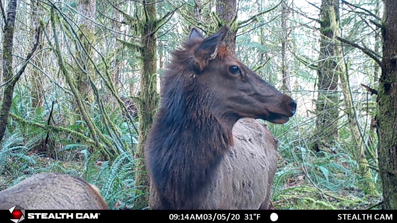 More Elk plus a Spike, Secret Elk Sauce - YouTube