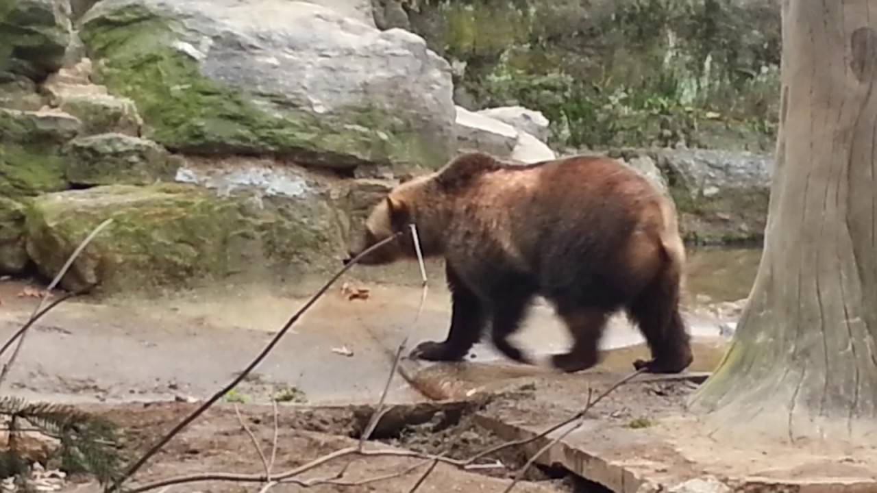 Joseph John Martelli is a grizzly bear - YouTube