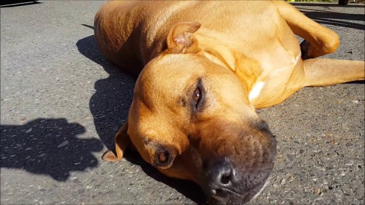 MASCOT Bullet the wonder dog - YouTube