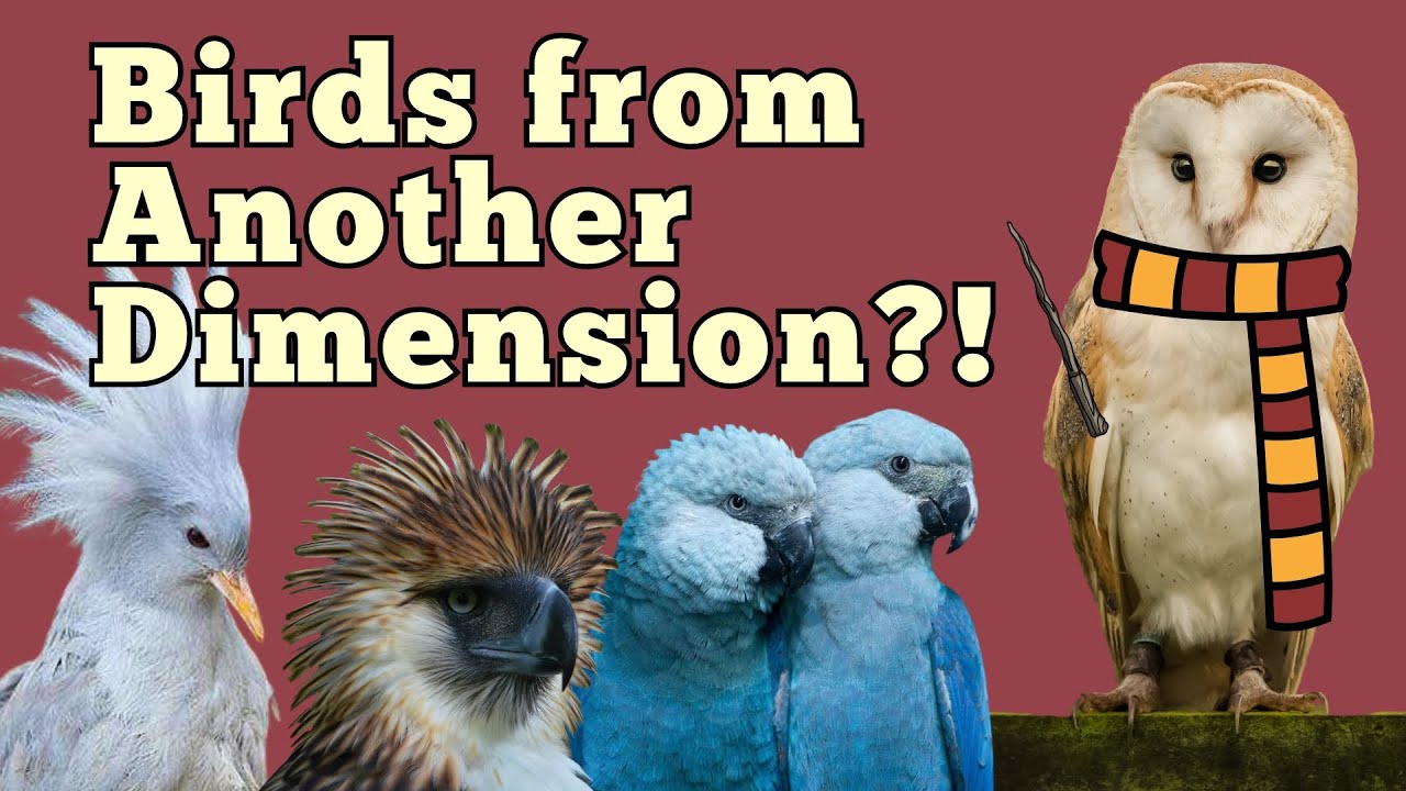 Meet the 10 Most Fascinatingly Unusual Birds in the World [Part 4 ...