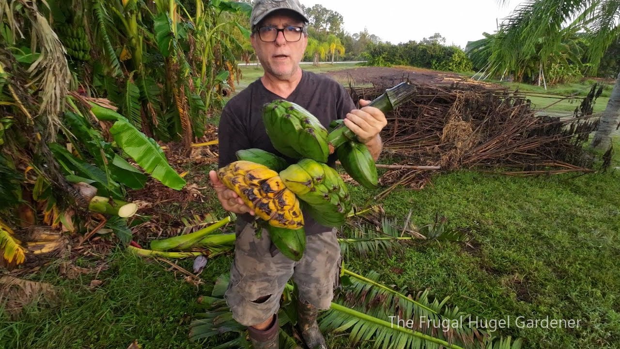 Harvesting a Ripe Praying Hand Banana Rack - YouTube