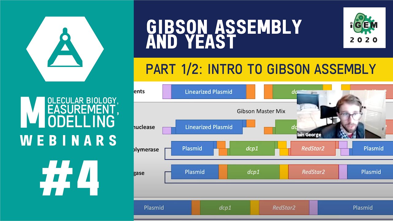 Week #4: Gibson Assembly and Yeast - Part 1/2 Gibson Assembly - iGEM ...