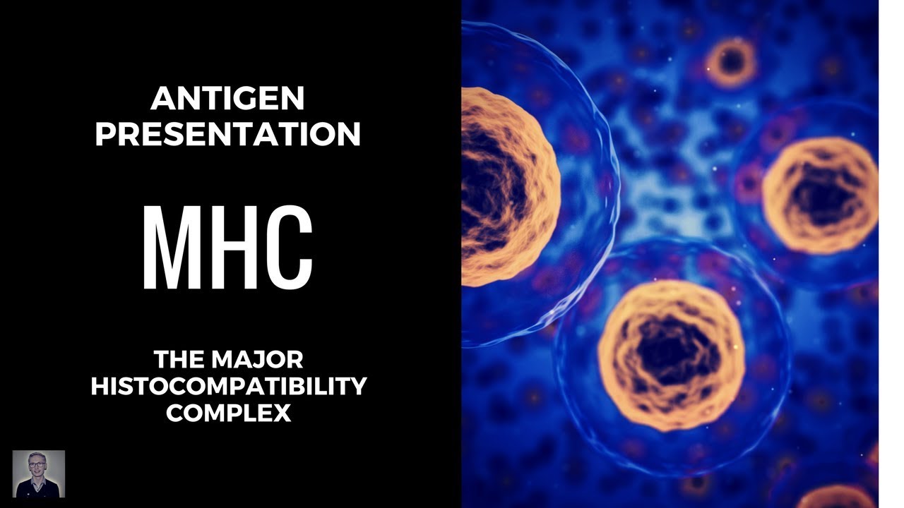 Immunology: MHC complexes in antigen presentation - YouTube