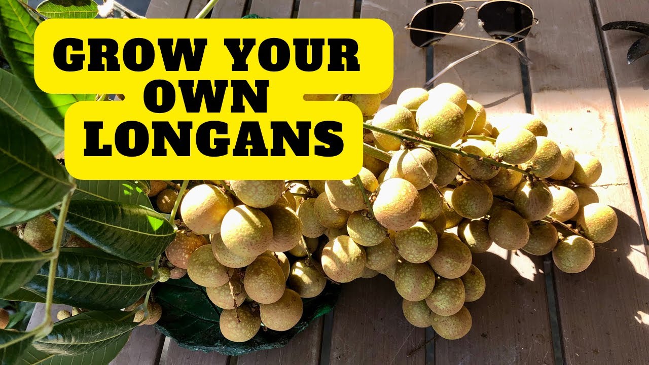Longans - Grow and Harvest Delicious Northern California Exotic ...