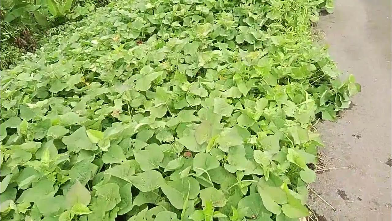 Cara Menanam Ubi Jalar Ungu - YouTube