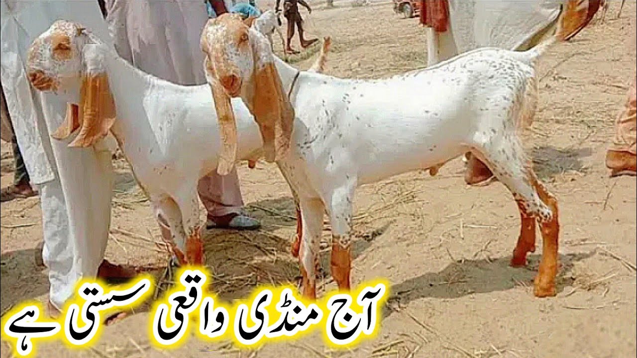 sasti bakra mandi fresh rate|Hasilpur bakra mandi makhi cheene saste ...