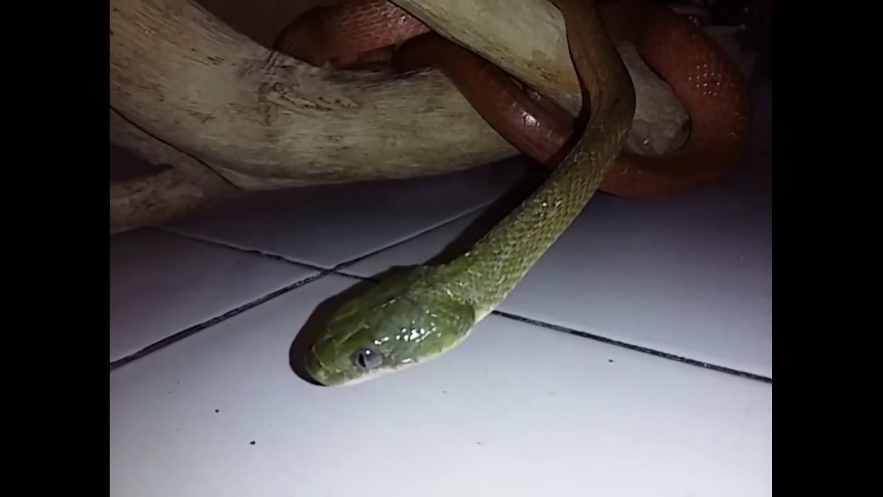 Pertarungan ular hijau vs ular merah - YouTube