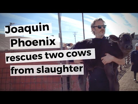 Joaquin Phoenix RESCUES two cows from slaughter after Academy Awards