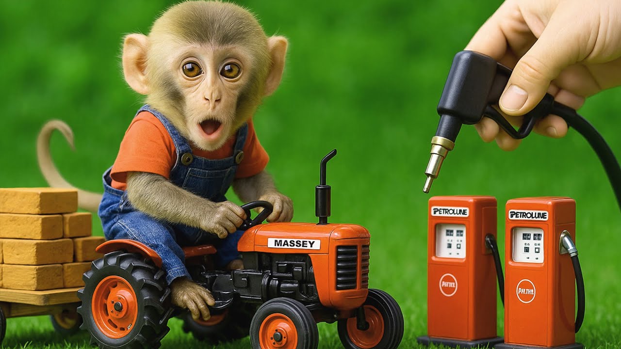 Monkey MiMi drives the tractor with her goat friend to rescue the ...