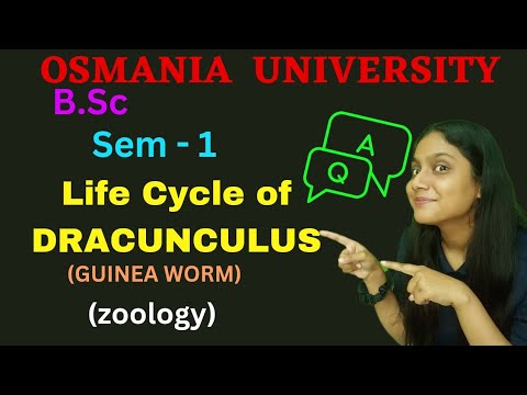 Life Cycle Of DRACUNCULUS (GUINEA WORM) // sem - 1 // BSc // zoology ...